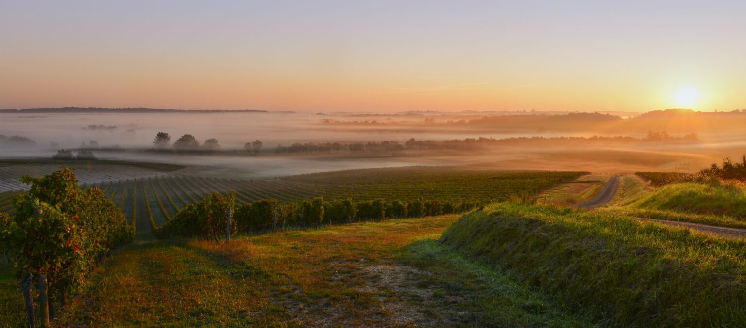 Saint-Émilion wine classification - Les Vins de Saint-Émilion