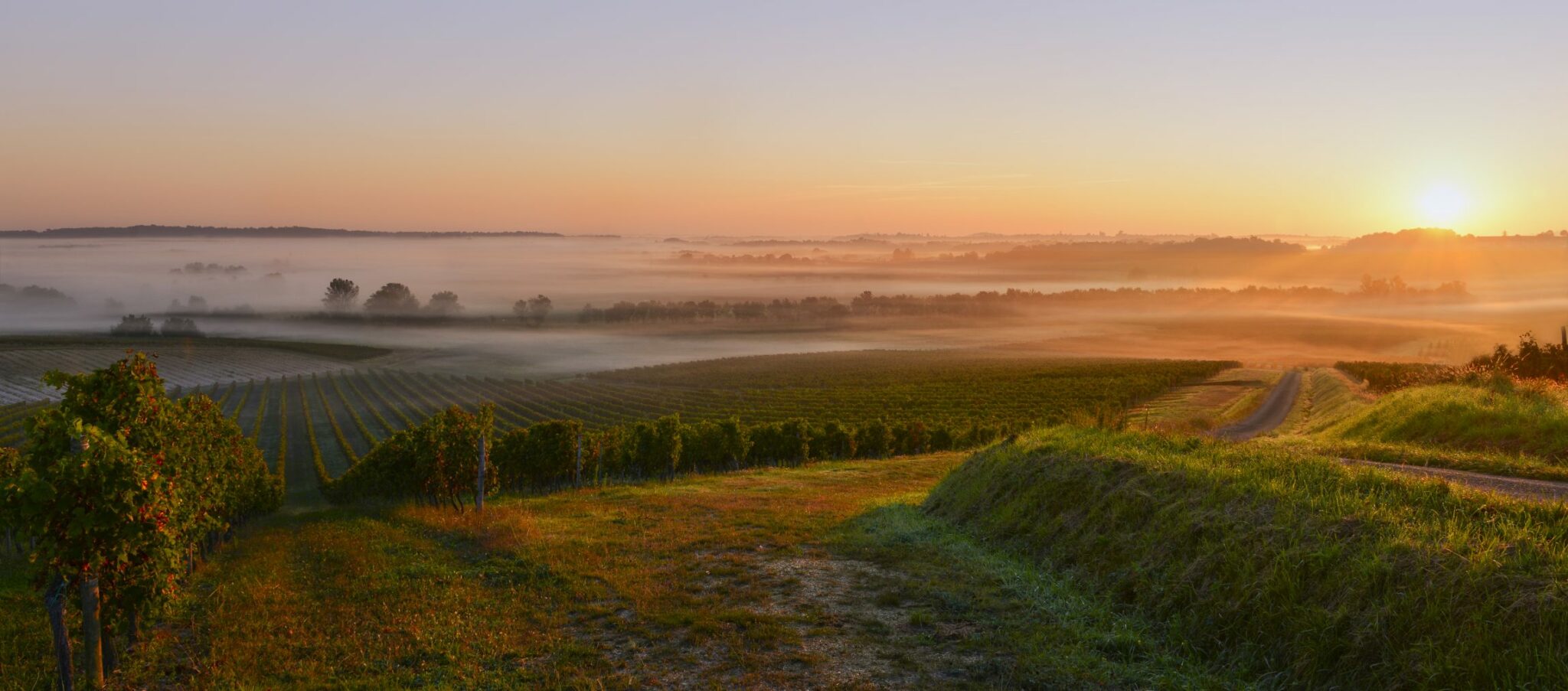 Saint-Émilion wine classification - Les Vins de Saint-Émilion